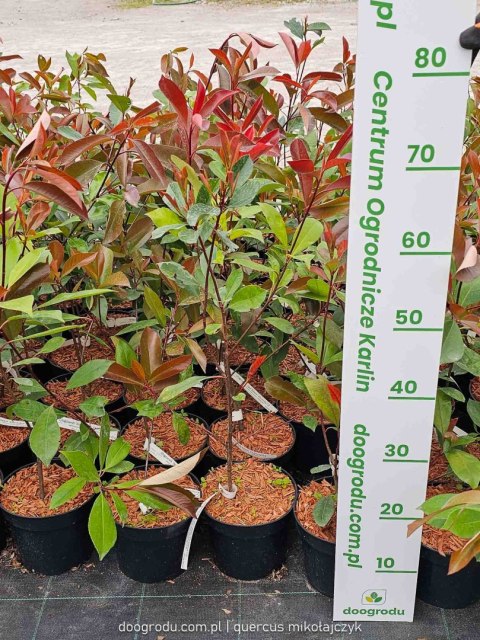 Photinia fraseri 'Red Robin' Czerwony żywopłot Głogownik Frasera C2 40 ...